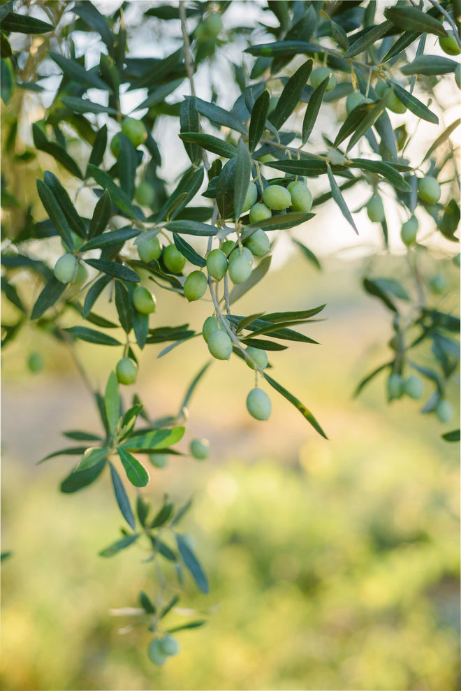 Olive It and More Premium Hand-Stuffed Olives for Every Occasion